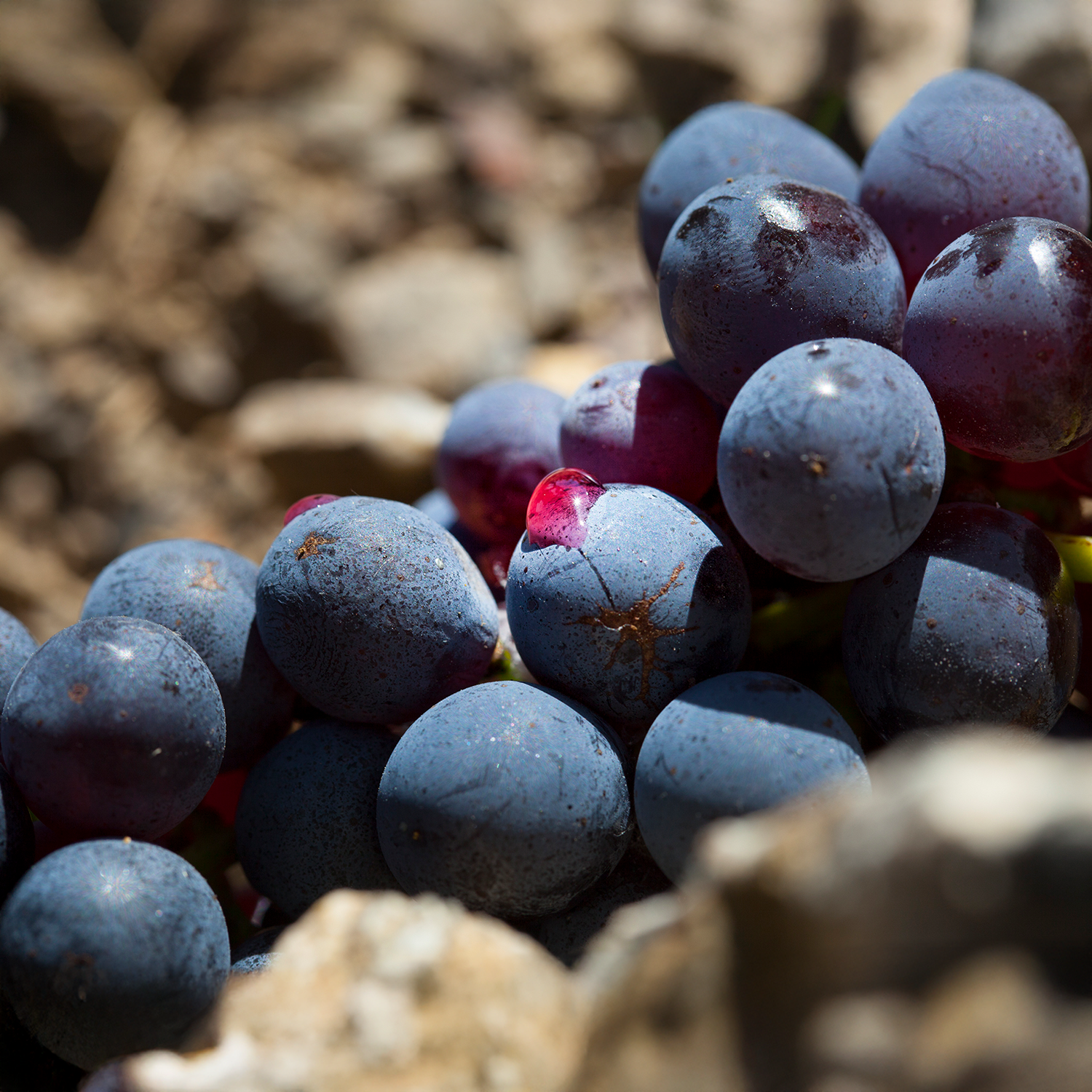 Organic & Biodynamic Wines – Petersham Cellar